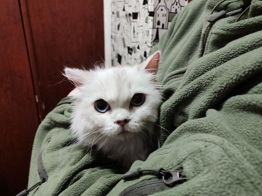 Кошка в добрые руки бесплатно