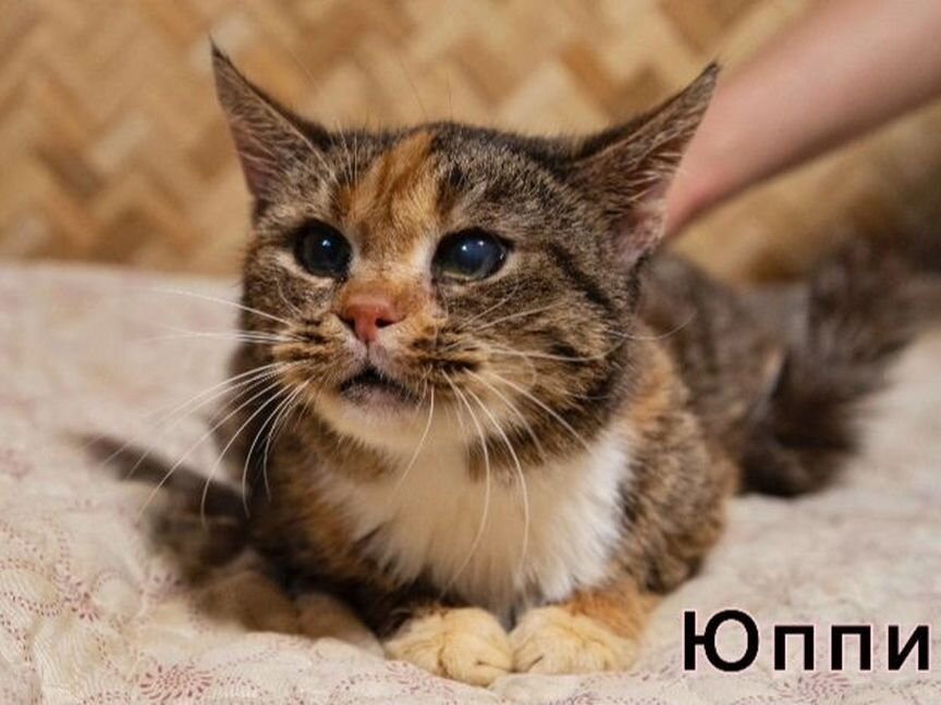 Юппи ищет дом