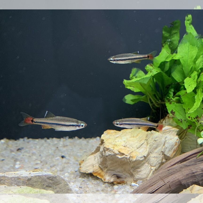 Кардинал рыбки