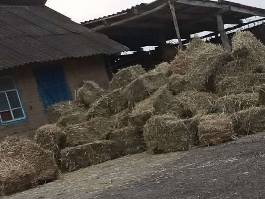 Сено суданка