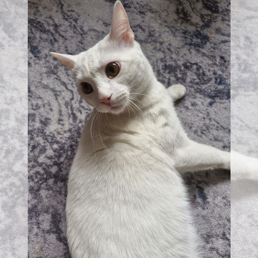 Котики бесплатно в добрые руки