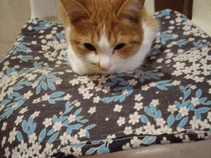 Домашние животные кошки бесплатно