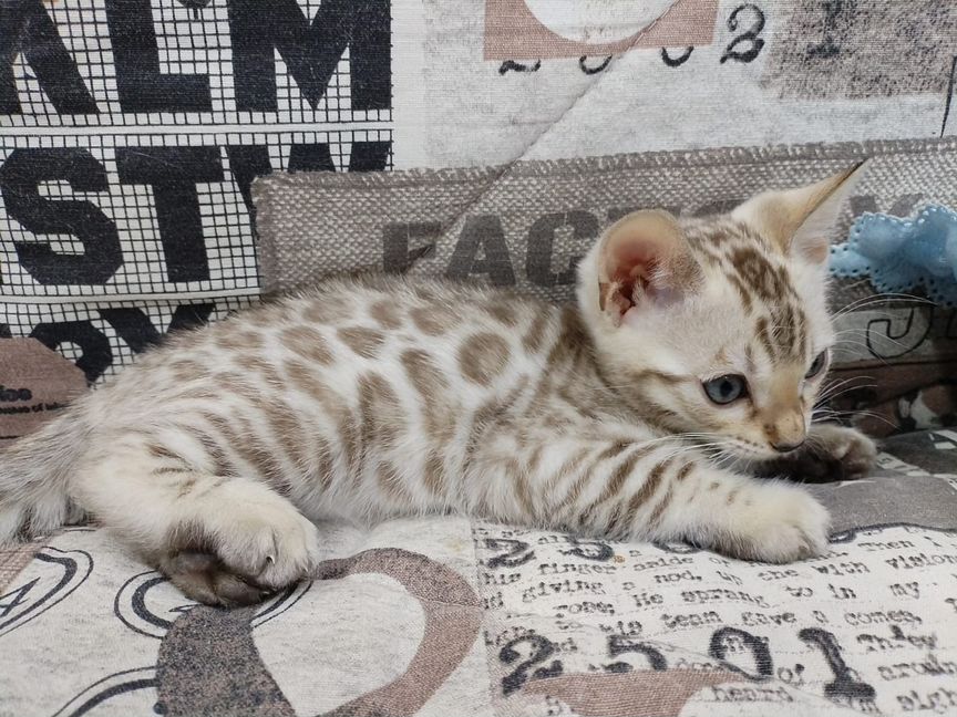 Снежный минк