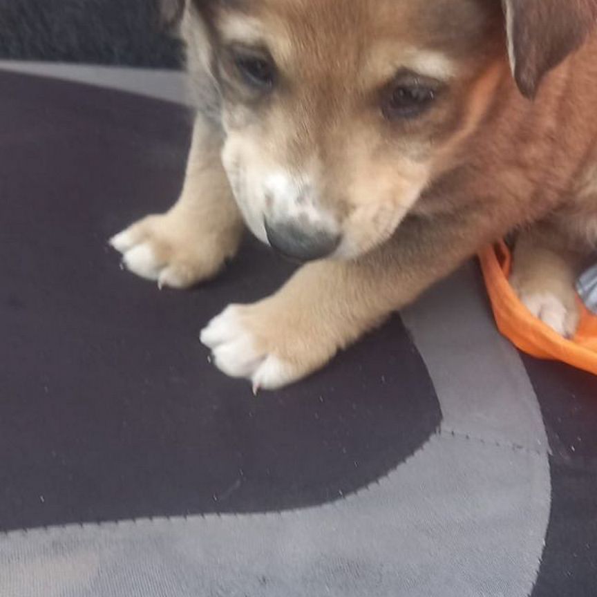 Щенок девочка в добрые руки