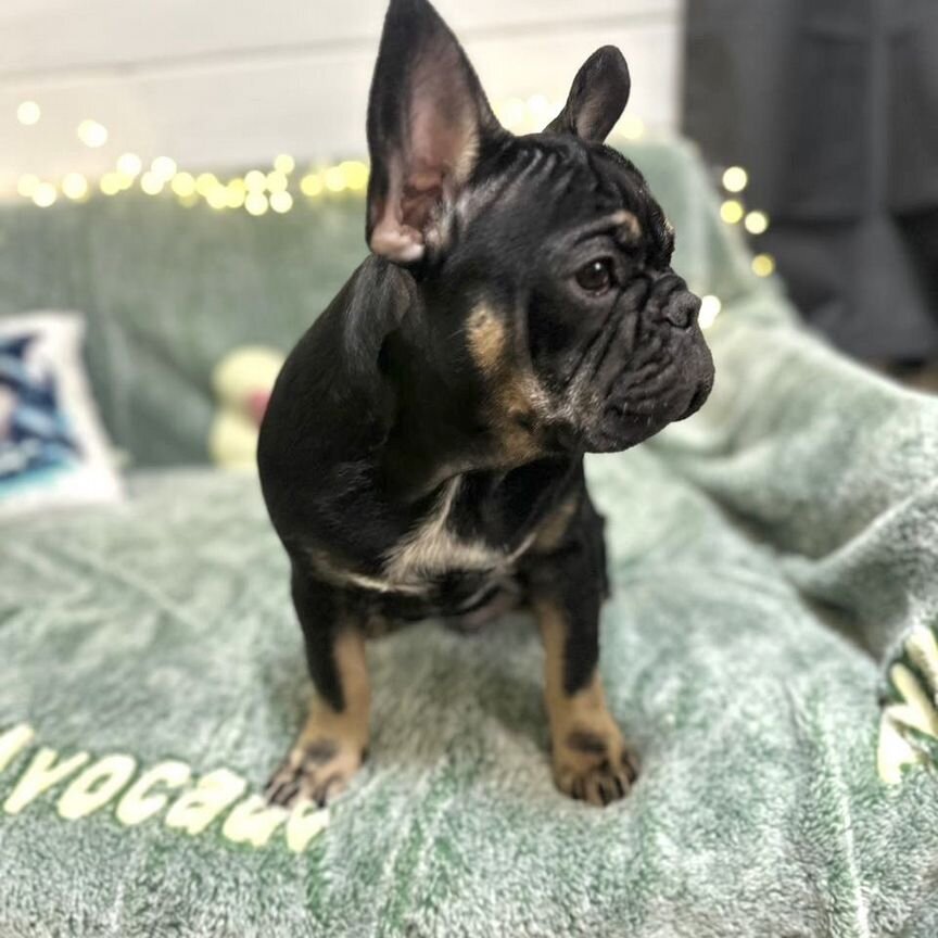 Французский бульдог щенки