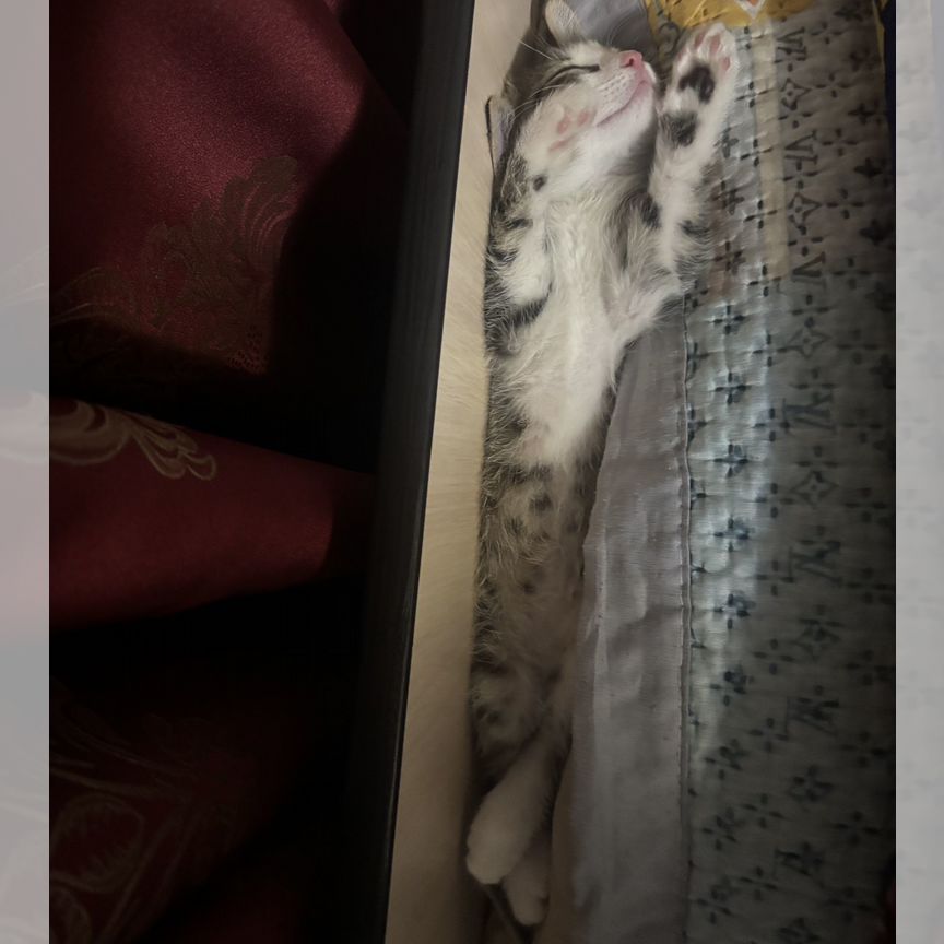 Котёнок в добрые руки