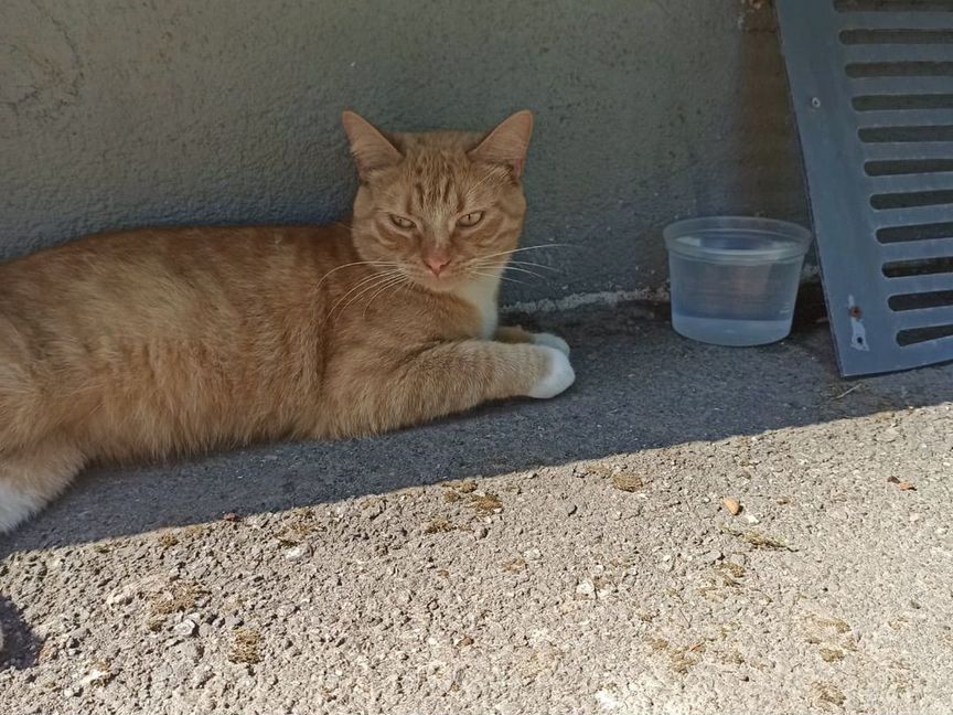 Бросили рыжего кота