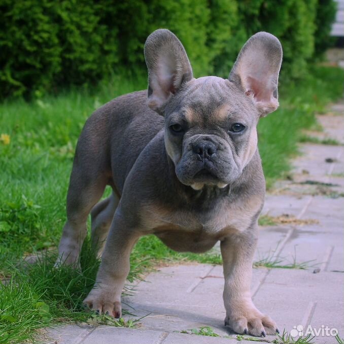 Голубые красавчики