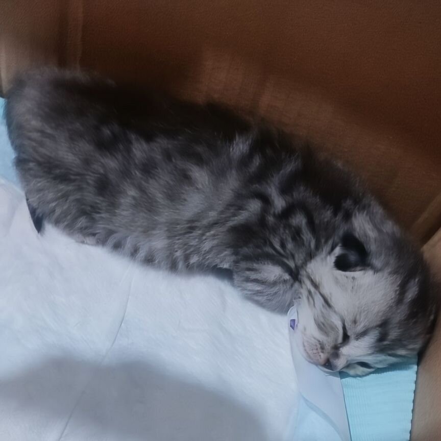 Британский короткошёрстный котёнок