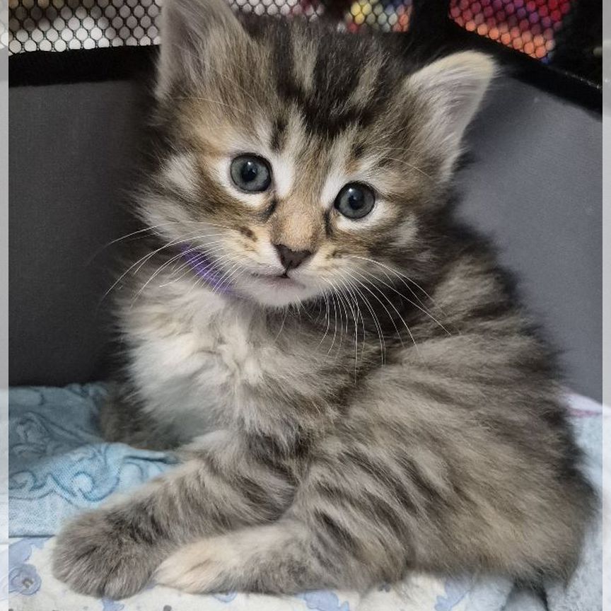 Курильский бобтейл длинношёрстный котёнок