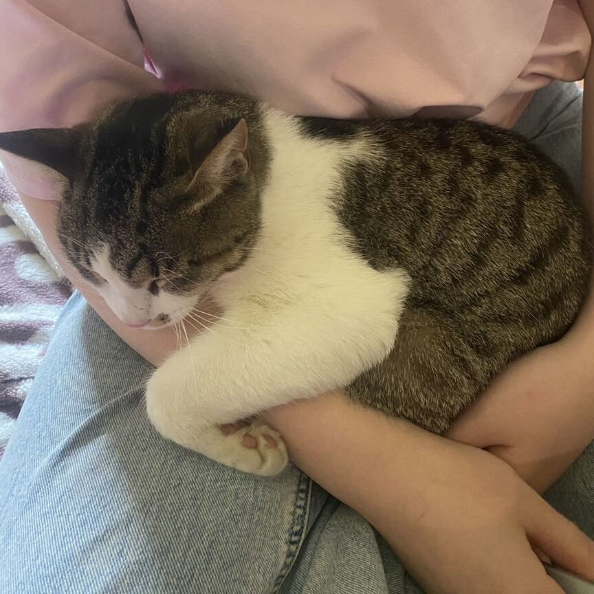 Отдаю кота в добрые руки