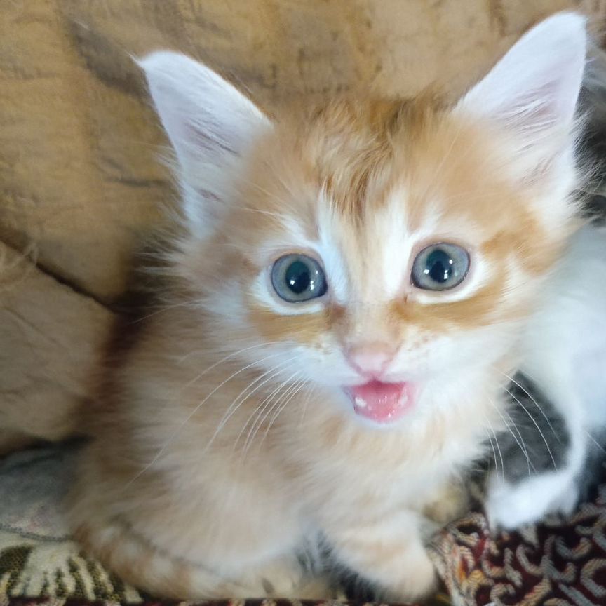Котёнок в добрые руки