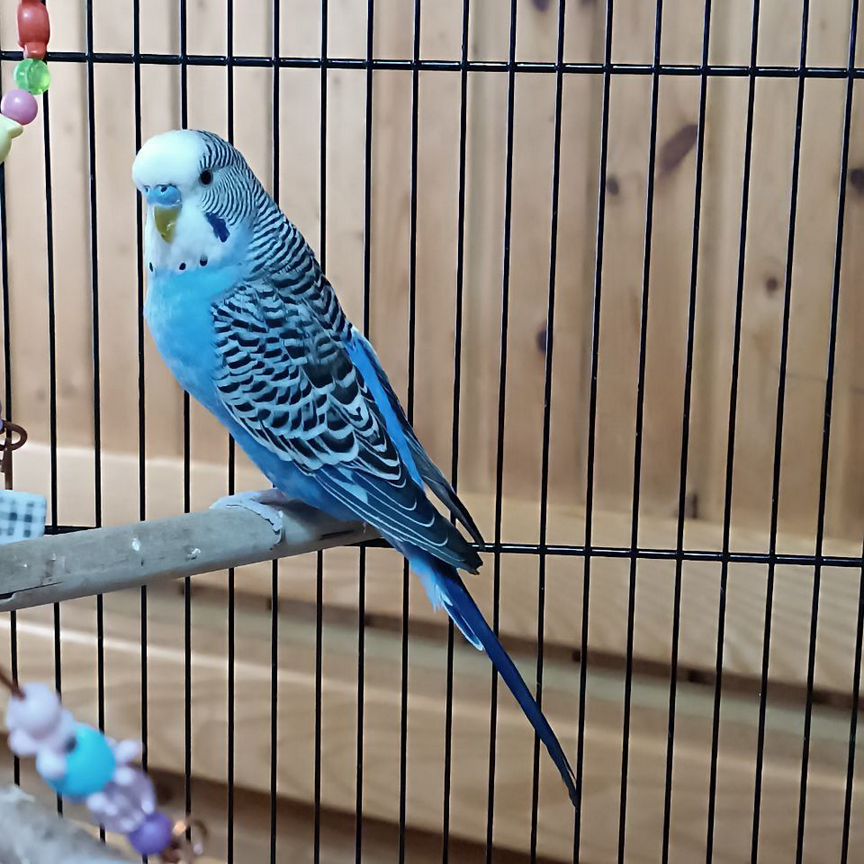 Волнистый попугай