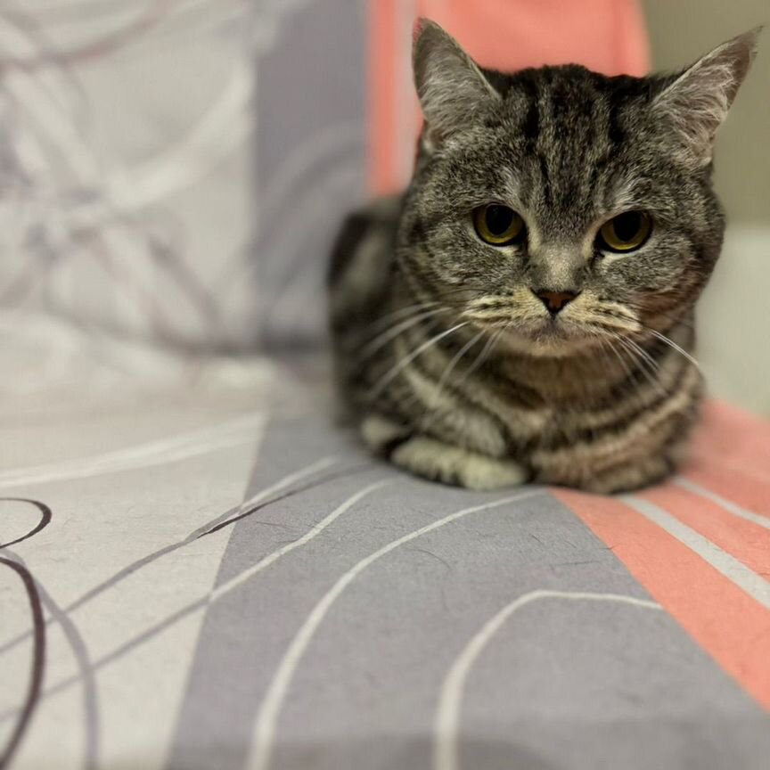 Киса в добрые руки