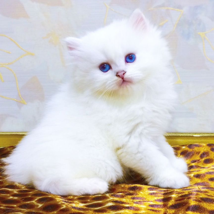 Длинношёрстныей котенок