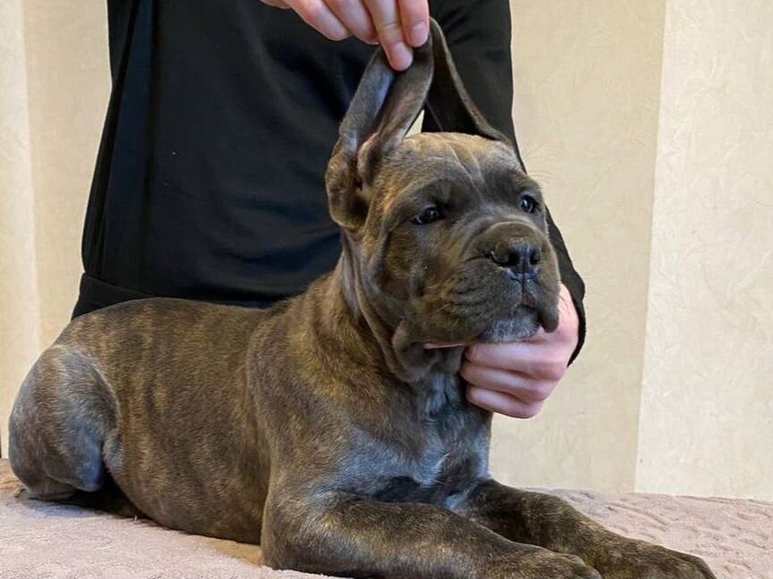 Детки Кане Корсо