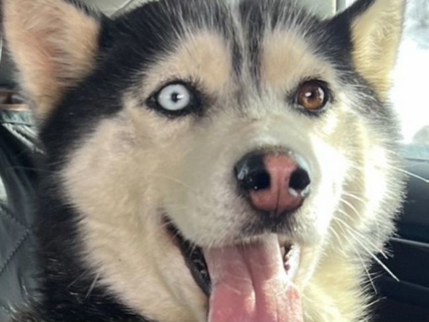 Найдена Маняша-милая,обаятельная хася,6-7мес