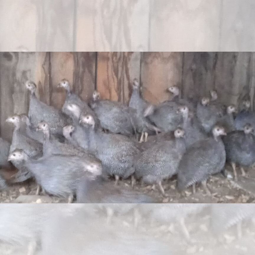 Цесарки