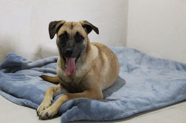 Щенок подросток Поночка в добрые руки