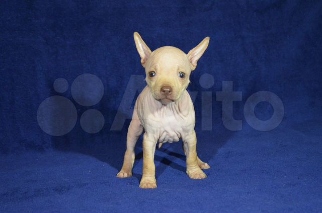 Шоколадная девочка агт