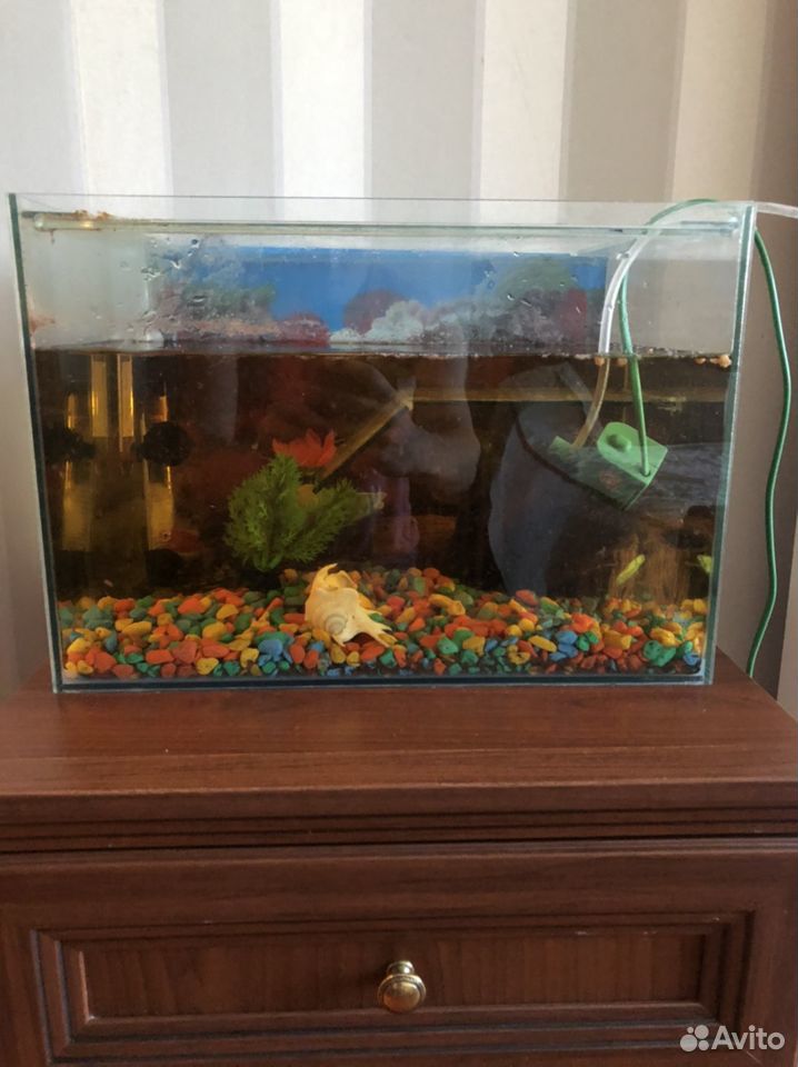 Аквариум черепаха рыбки