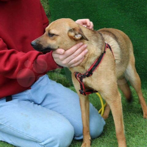 Собачка Дина в добрые руки