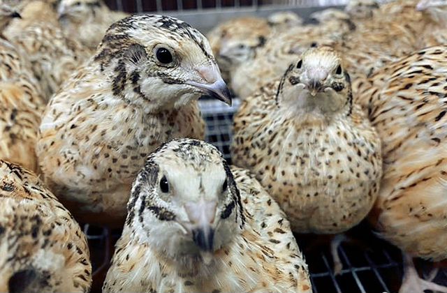 Перепела - Маньчжурские - Фараон