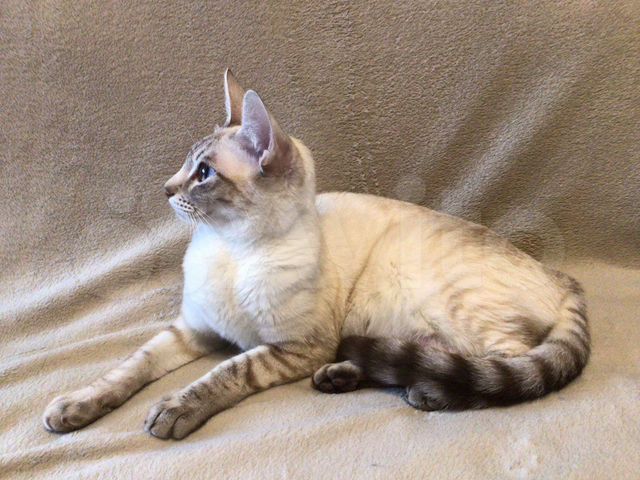 Молодая тайская кошечка