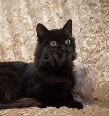 Красивая пушистая кошечка Багира 1 год в добрые ру