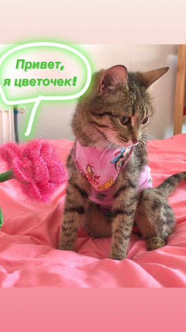 Гламур-мурная киса-Алиса (кошка, кошки, котята)