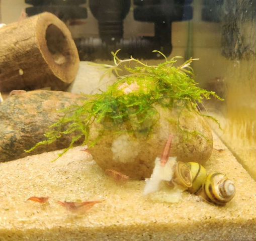 Улитки Спикси Эльф, растения