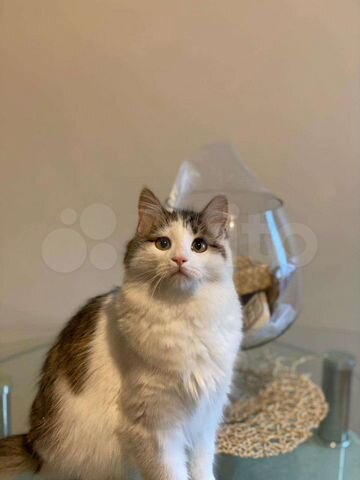 Котенок подросток Кнопа 6 мес