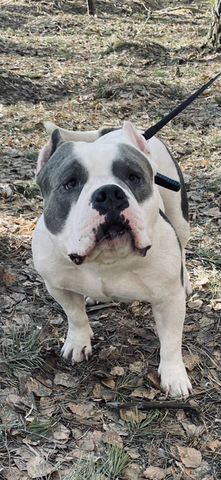 Кобель для вязки булли