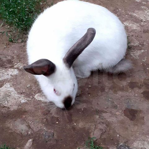 Сукрольные самки, крольчата