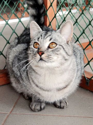 Котик Бася, в дар
