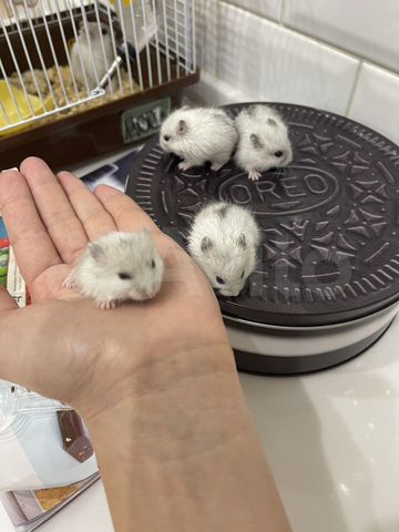 Джунгарский хомяк