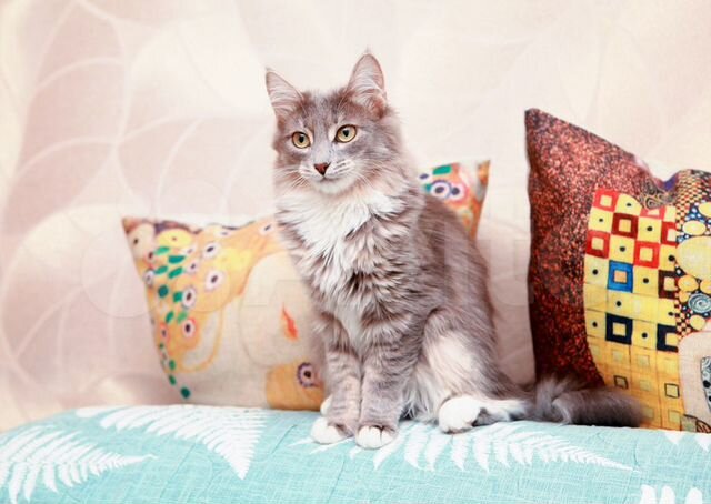 Ева ищет дом