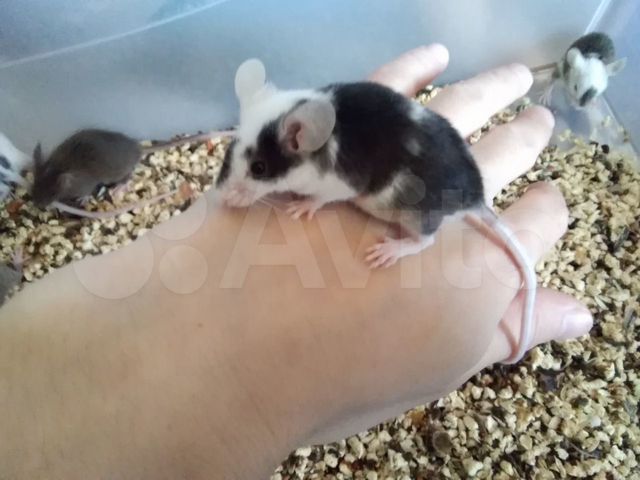 Декоративные мыши