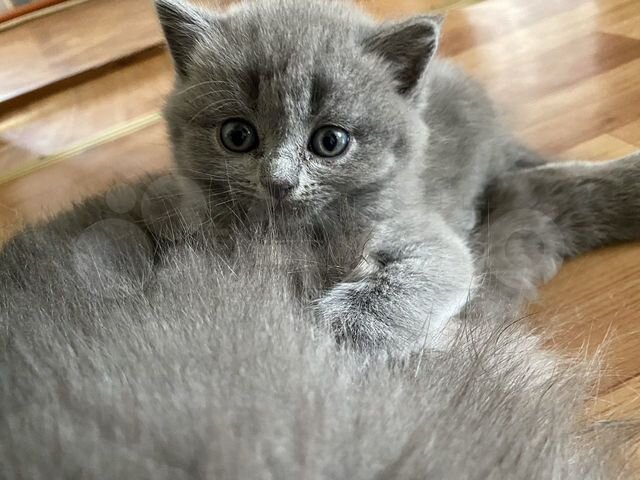 Котенок (девочка) смесь британца и шотландки