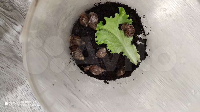 Улитки виноградные