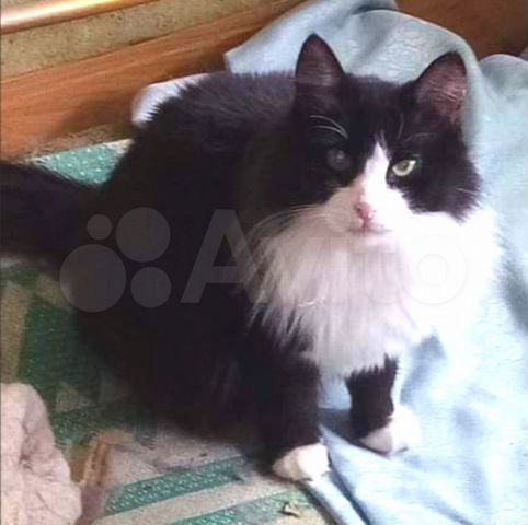 Кошка Сильва в добрые руки