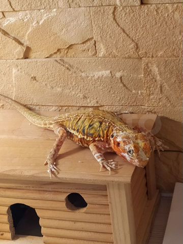 Продамсамку бородатой агамы