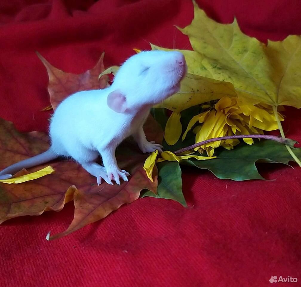 Крысята крысы дамбо бронь