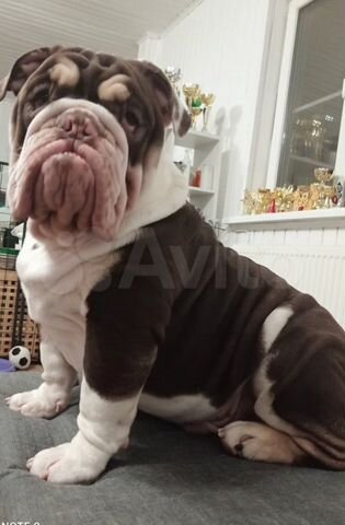 Щенок Английского бульдога