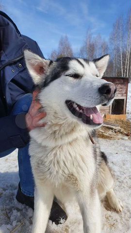 Сибирский хаски в добрые руки