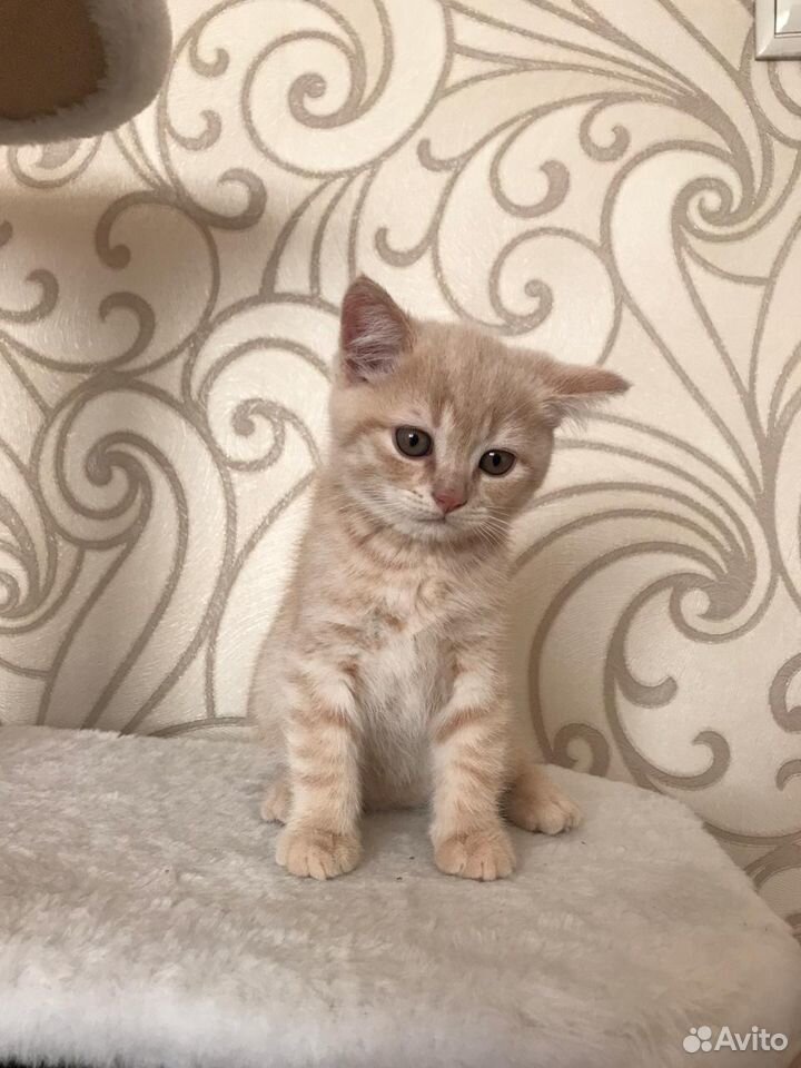 Котята породистые