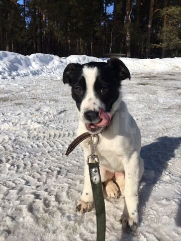 Собака, щенок 3,5 мес, Маленькая девочка в квартир