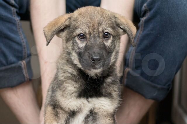 Щенок девочка