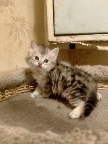 Котята сибирские