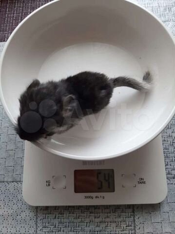 Шиншилла Черный Бархат Мальчик